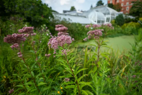 Friends of the Botanic Garden of Smith College Membership Program