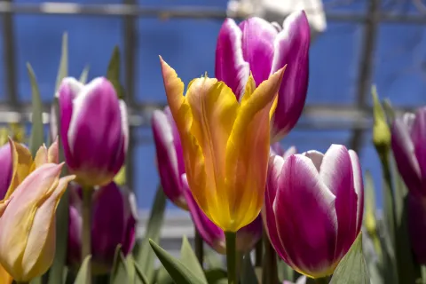 2024 Spring Bulb Show