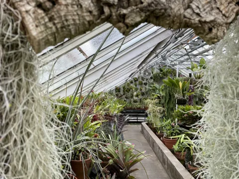 A Year in Lyman Plant House