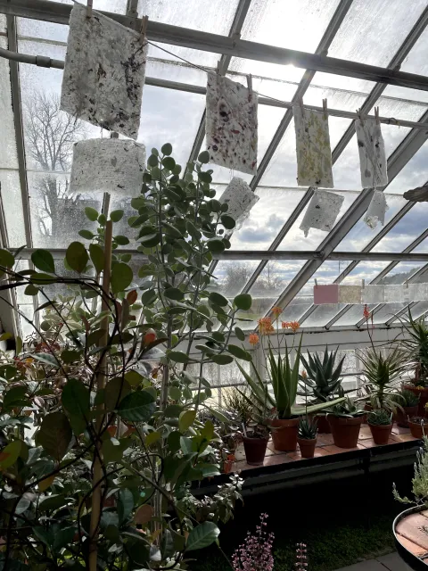 Papermaking with Plants